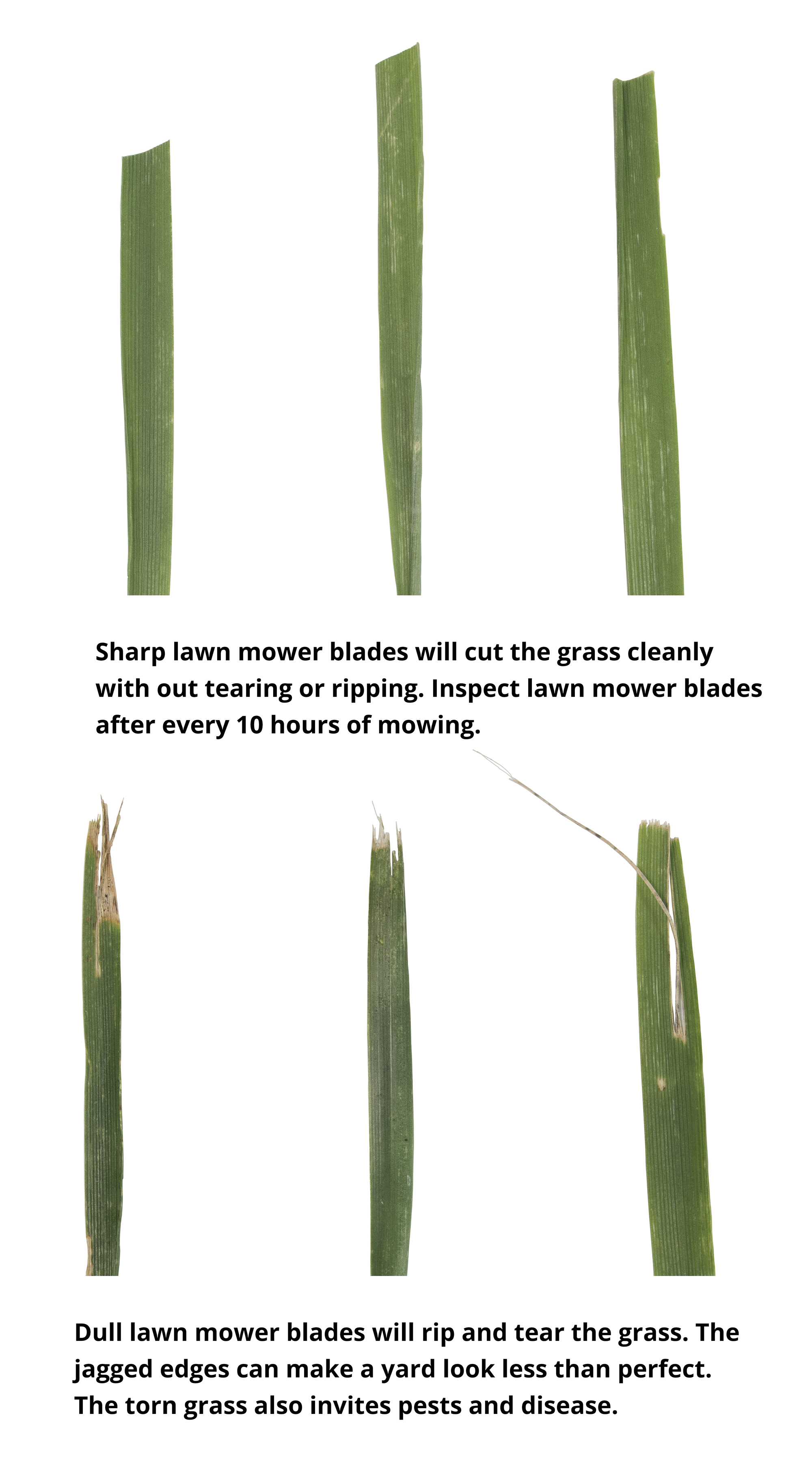 Dump the Dull Blades - USA Mower Blades